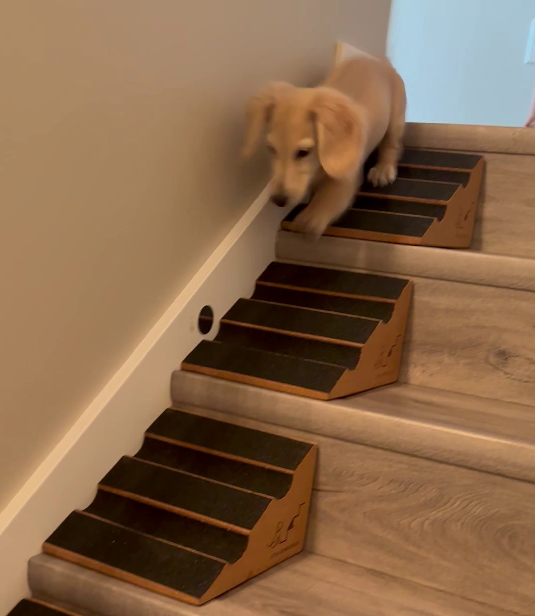 StairWedge Unveils Advanced Groove + Tread Design for Pet Stair Safety