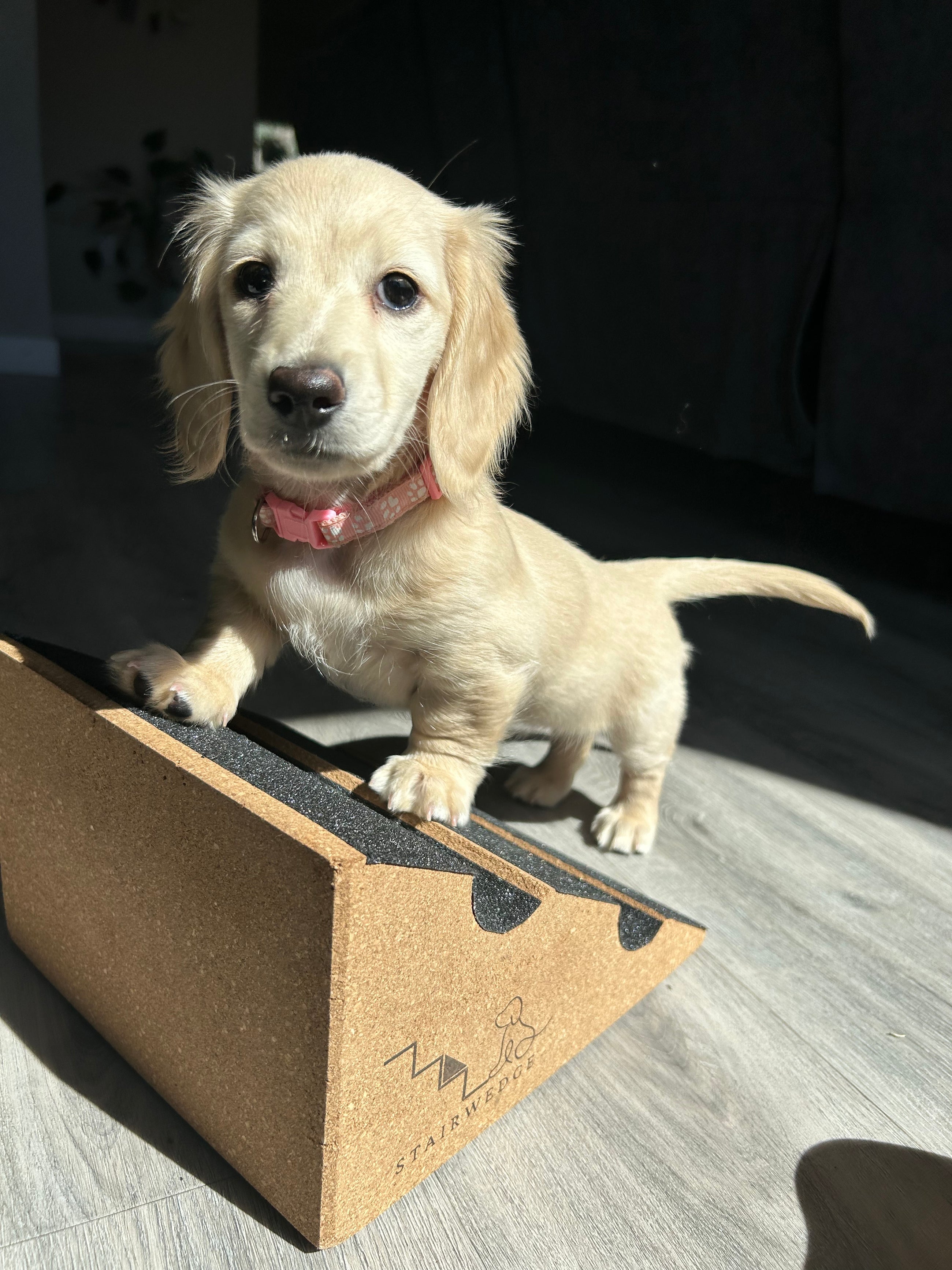 StairWedge™ Grooved Tread Ramp – Help Your Small Dog Climb Stairs Safely