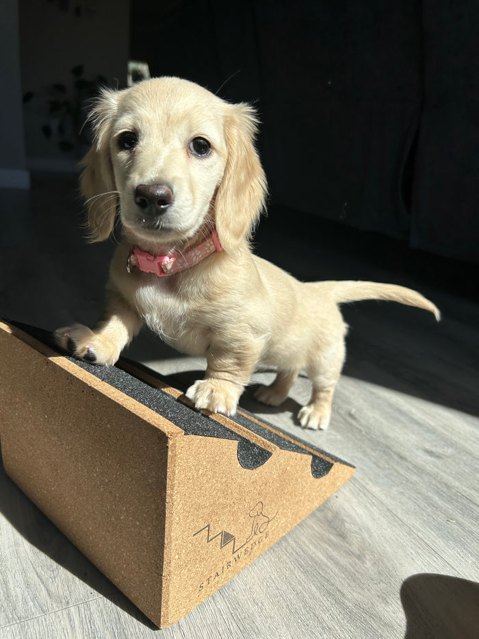 StairWedge™ Grooved Tread Ramp – Help Your Small Dog Climb Stairs Safely
