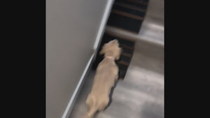 StairWedge™ Grooved Tread Ramp – Help Your Small Dog Climb Stairs Safely