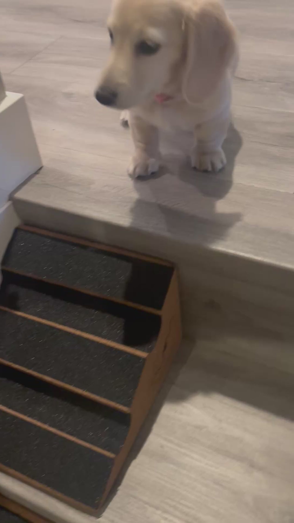 StairWedge™ Grooved Tread Ramp – Help Your Small Dog Climb Stairs Safely